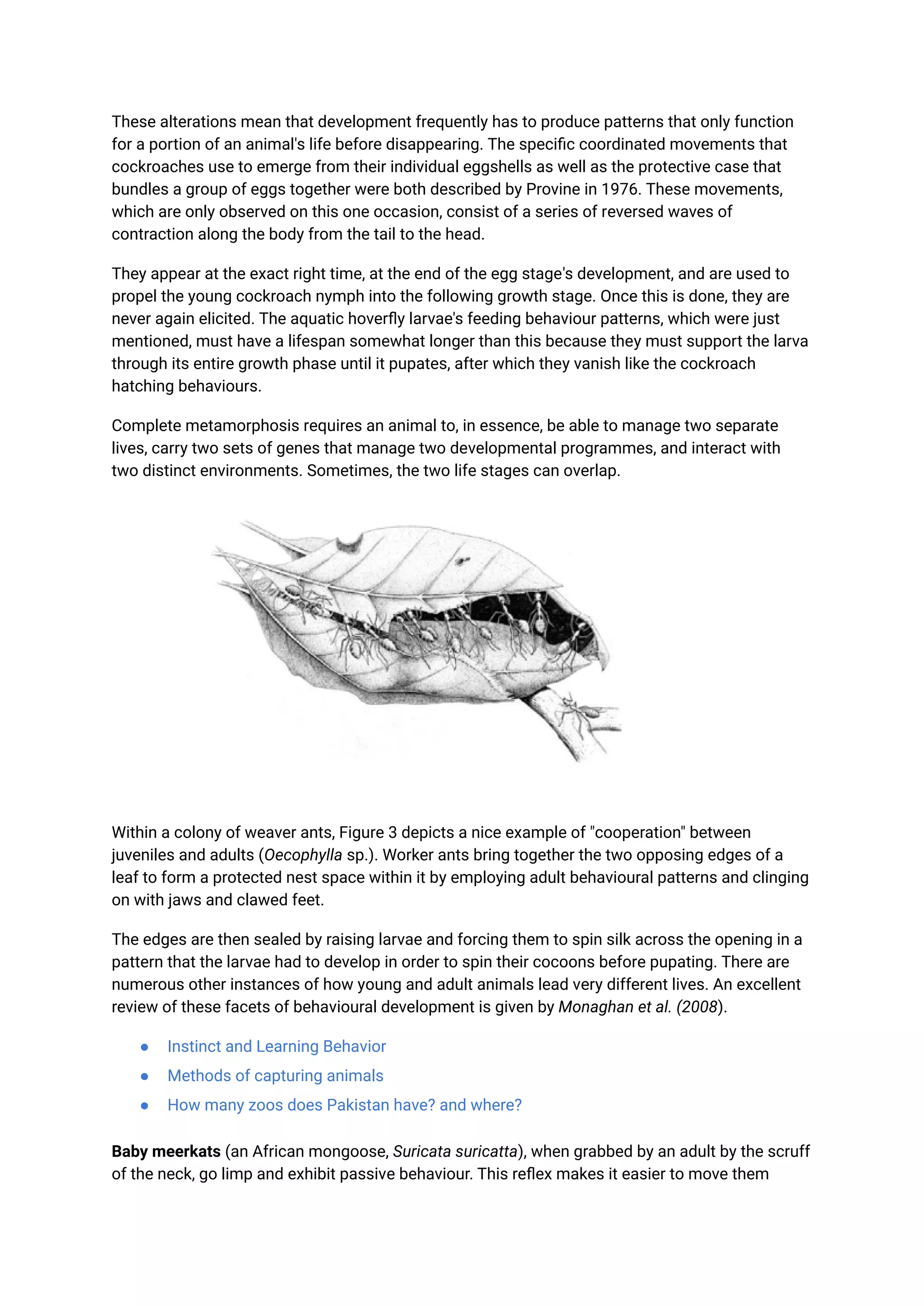 How young animals grow up? | PDF