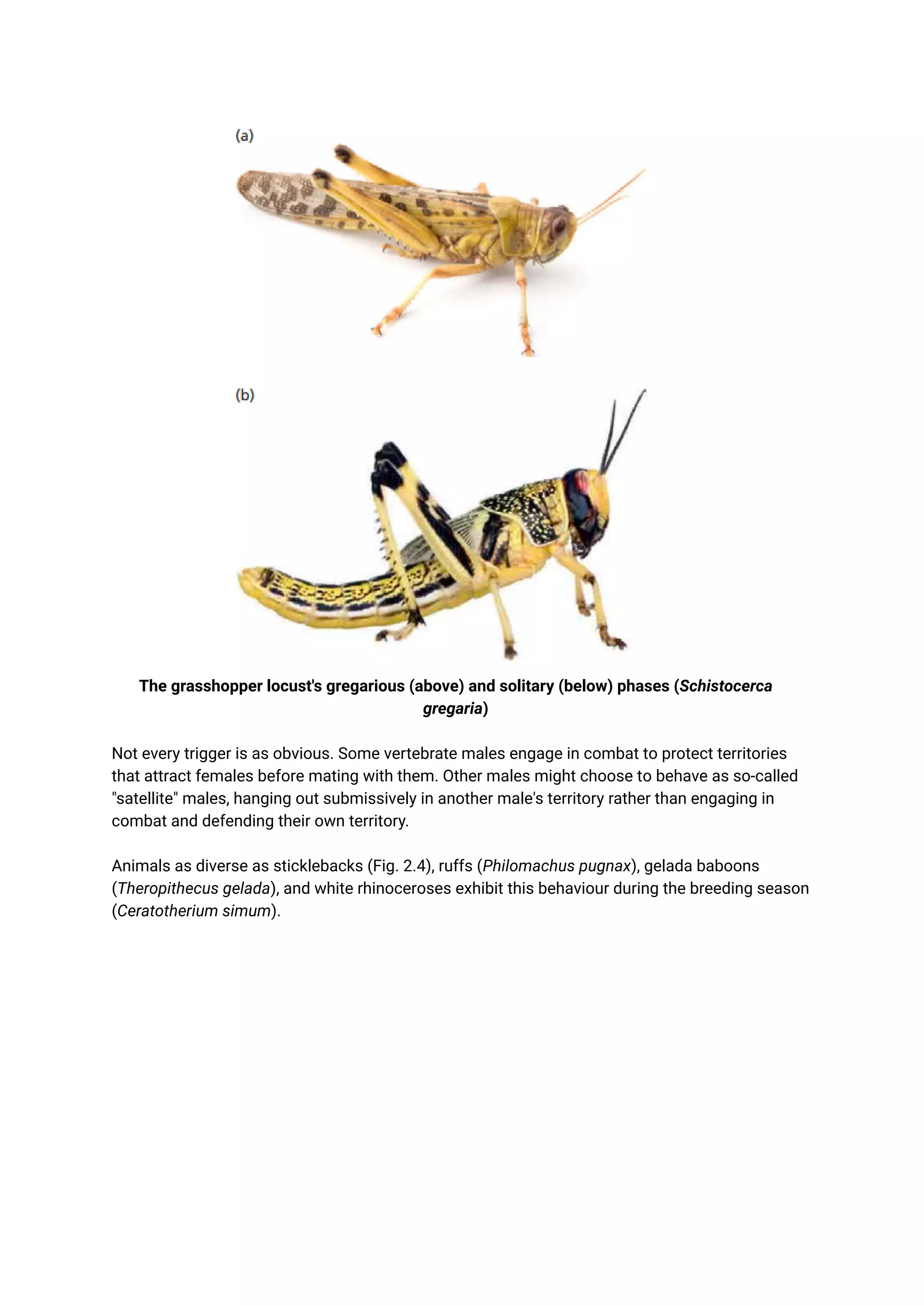 How young animals grow up? | PDF