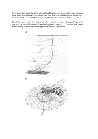 How young animals grow up? | PDF