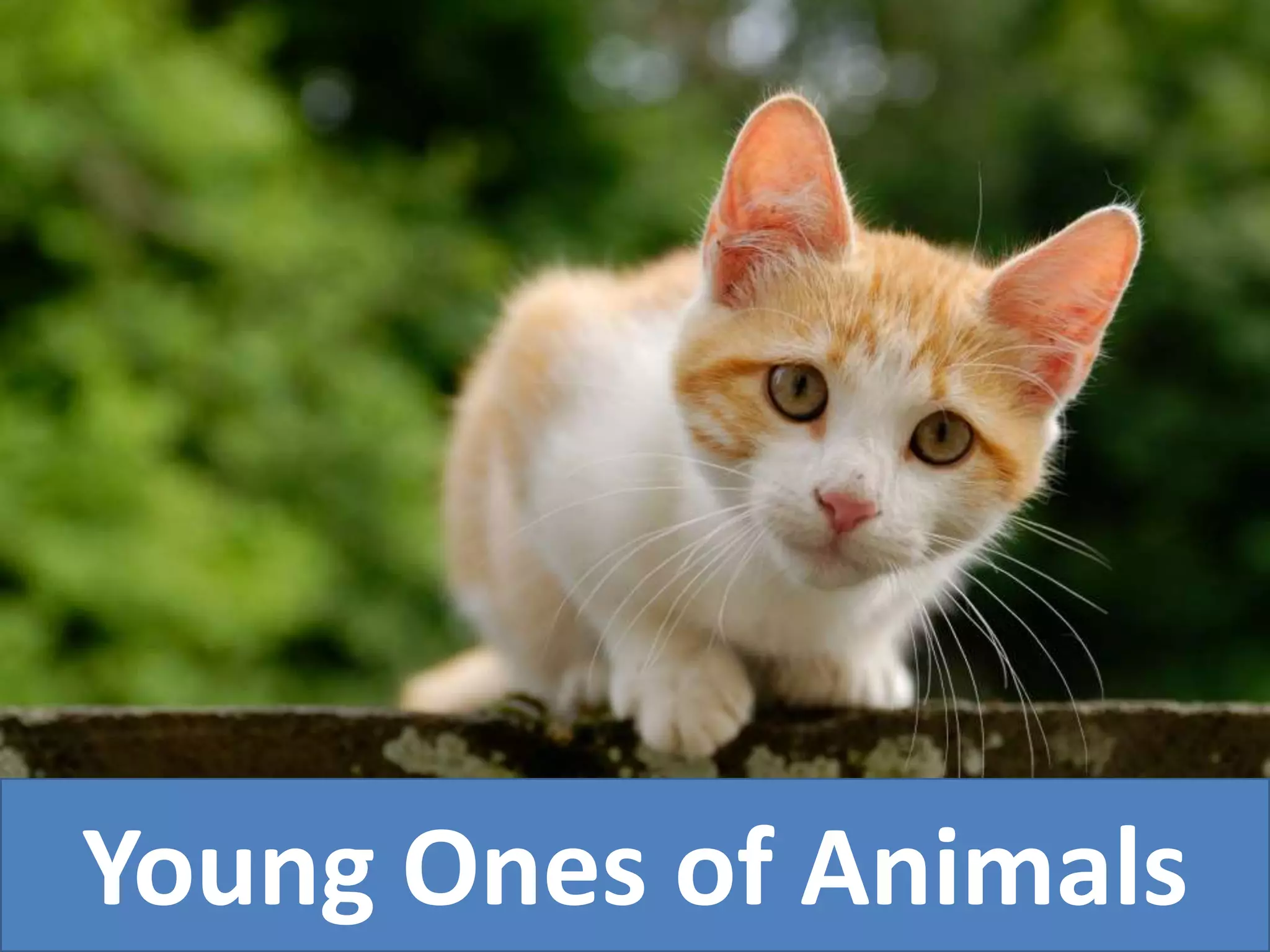 Young Ones of Animals | PPTX