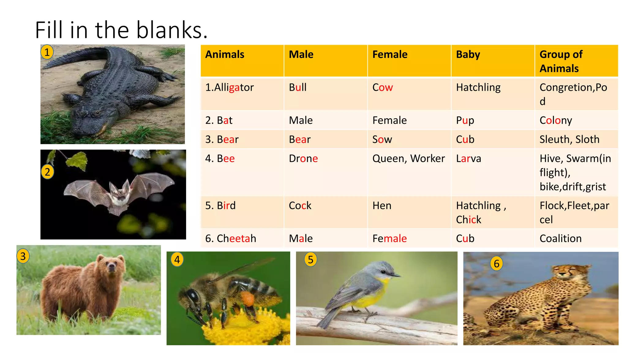 Young ones of animals | PPT