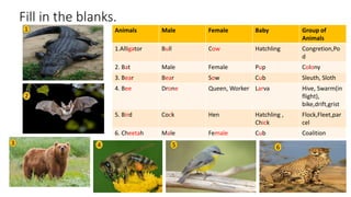 Young ones of animals | PPT