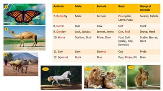 Young ones of animals | PPT