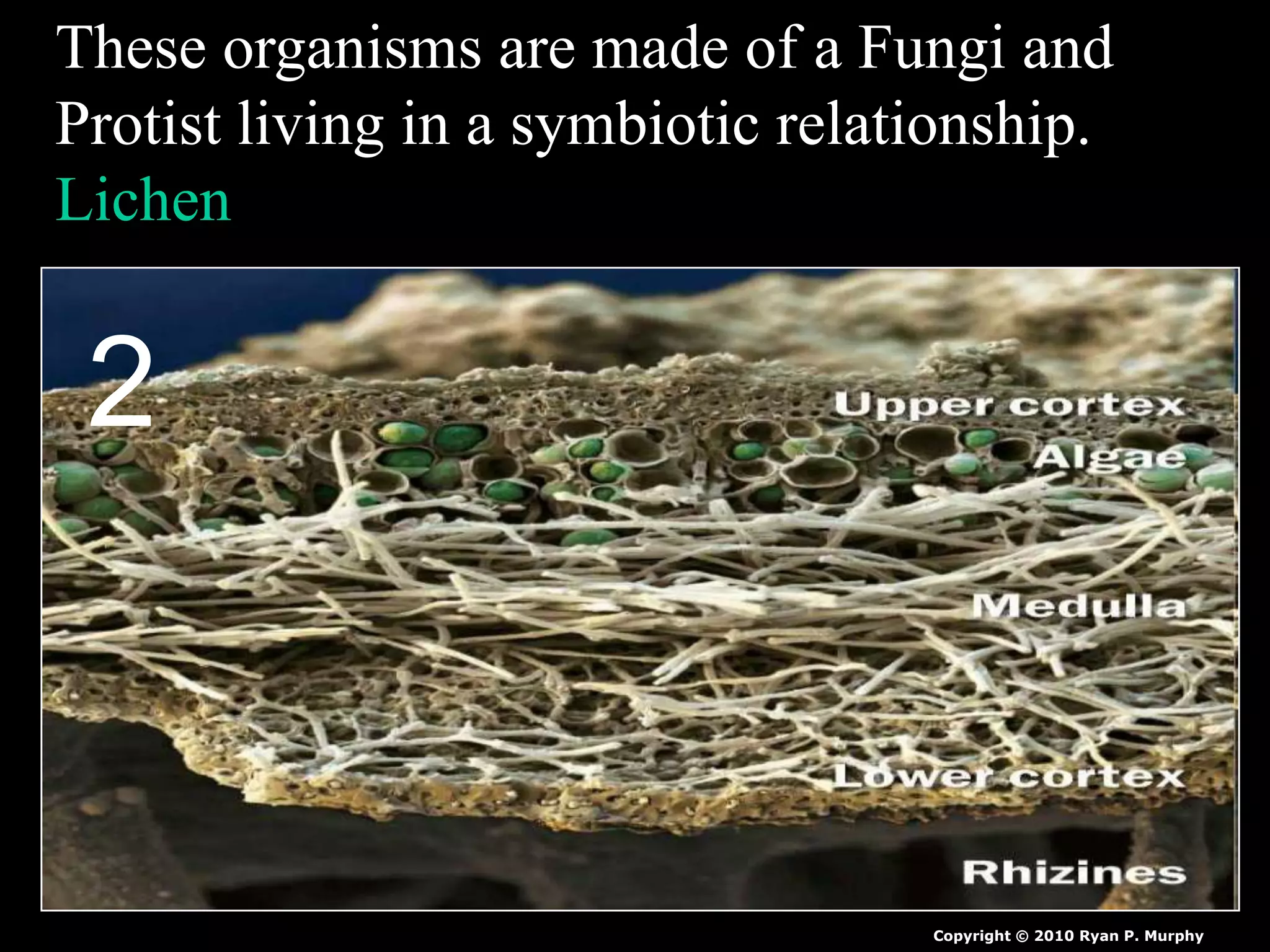 Young Plants PowerPoint Biology Review Game, Quiz | PPTX