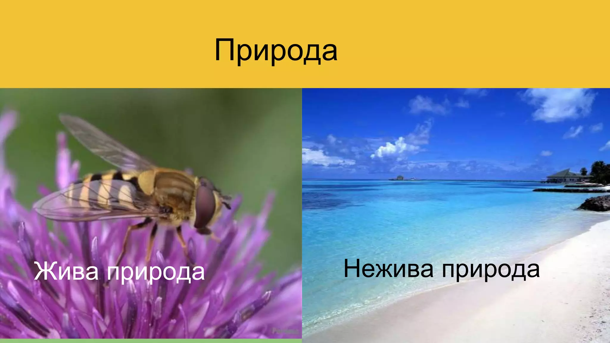 Sta cini prirodu | PPT