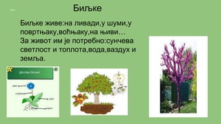 Sta cini prirodu | PPTX