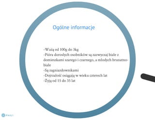 Mewy | PDF