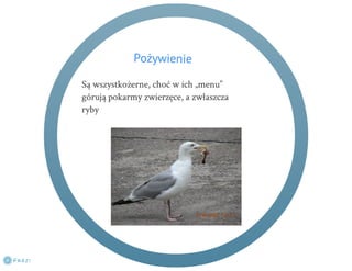 Mewy | PDF