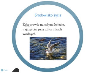 Mewy | PDF