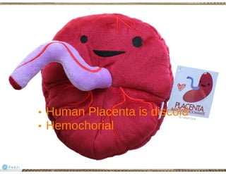 Placenta | PDF