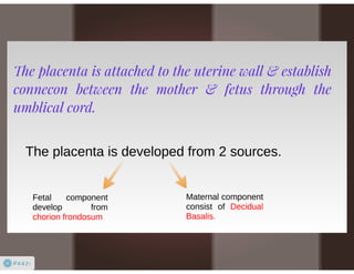 Placenta | PPT