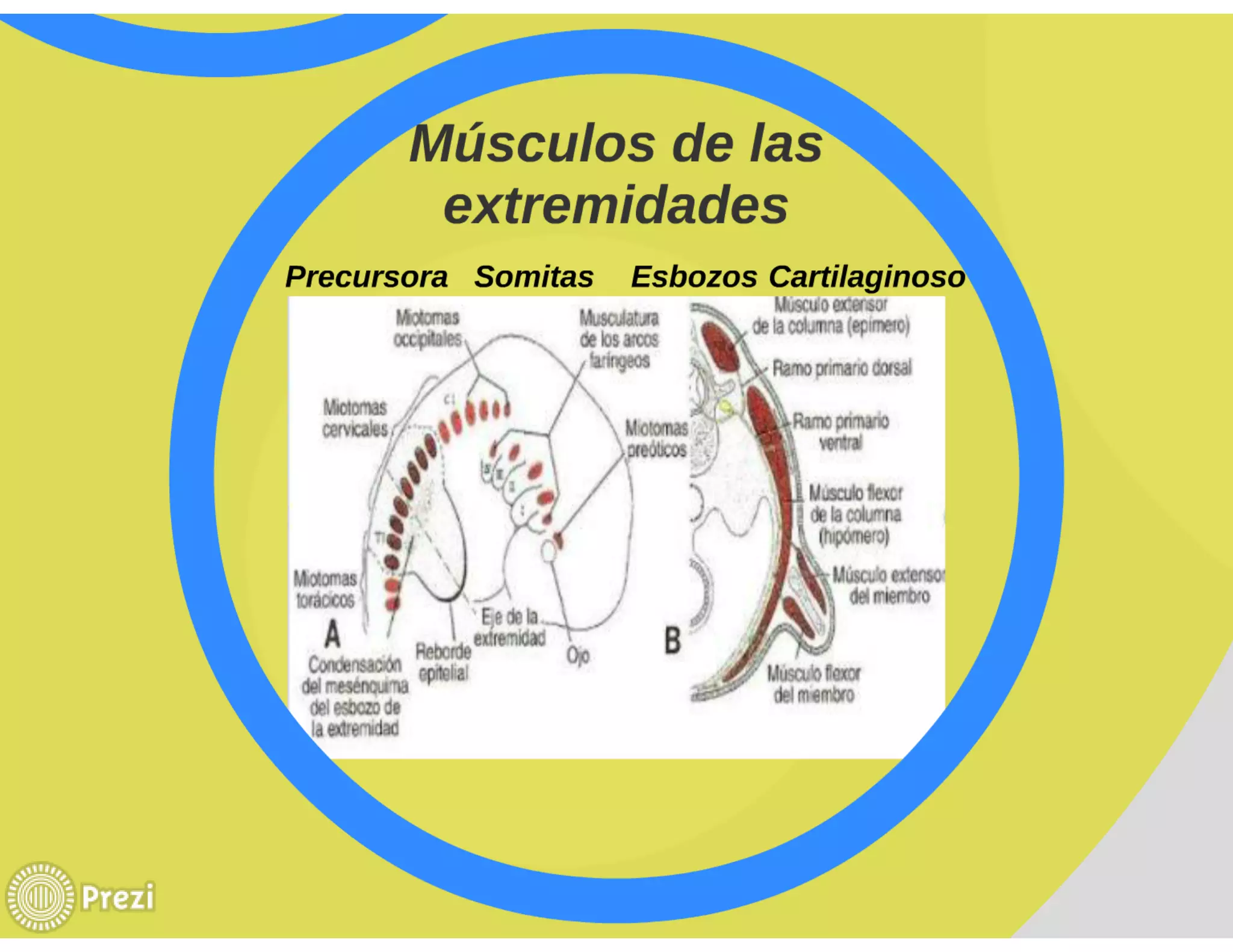 Desarrollo histologico y embrionario del sistema muscular | PPT