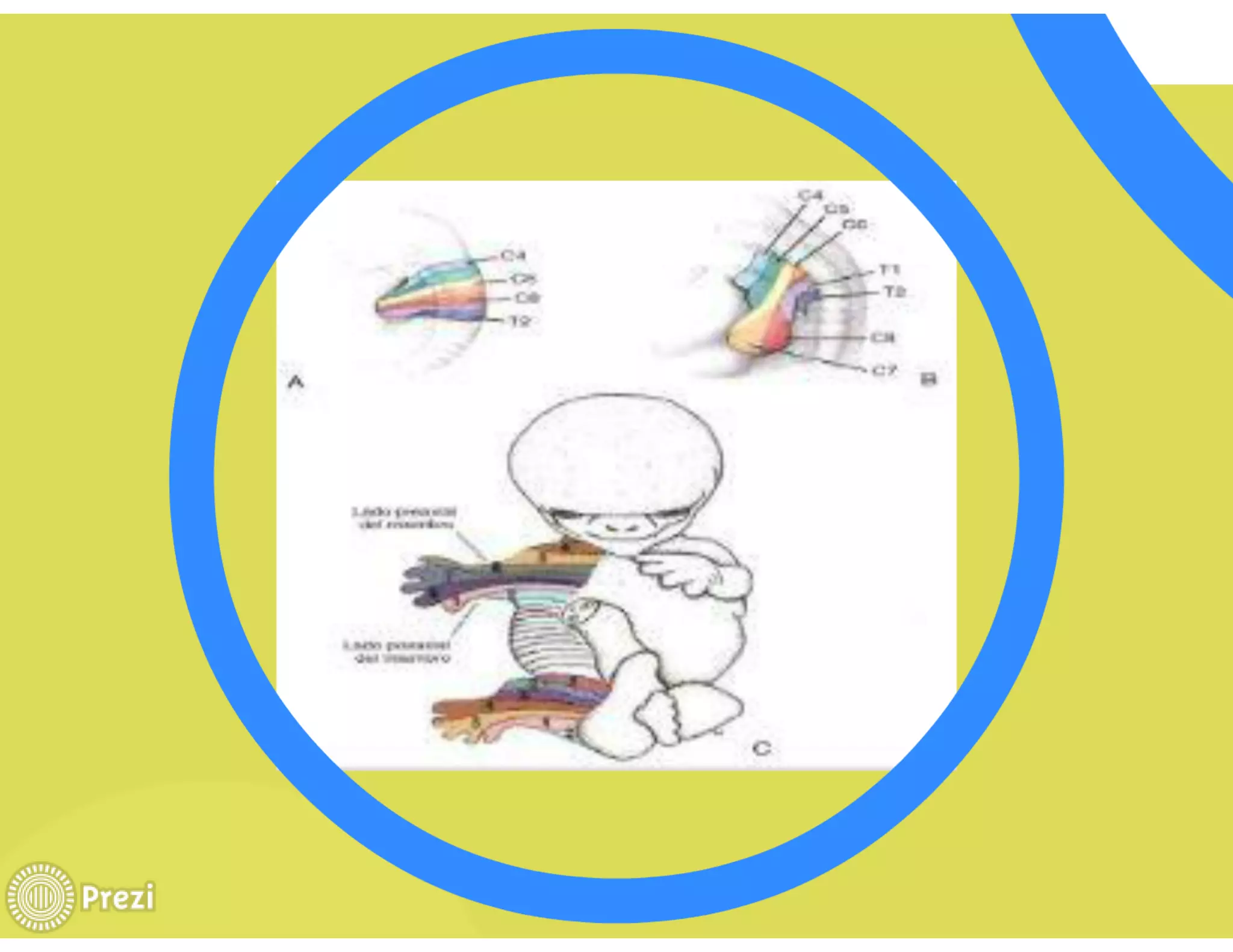 Desarrollo histologico y embrionario del sistema muscular | PPT