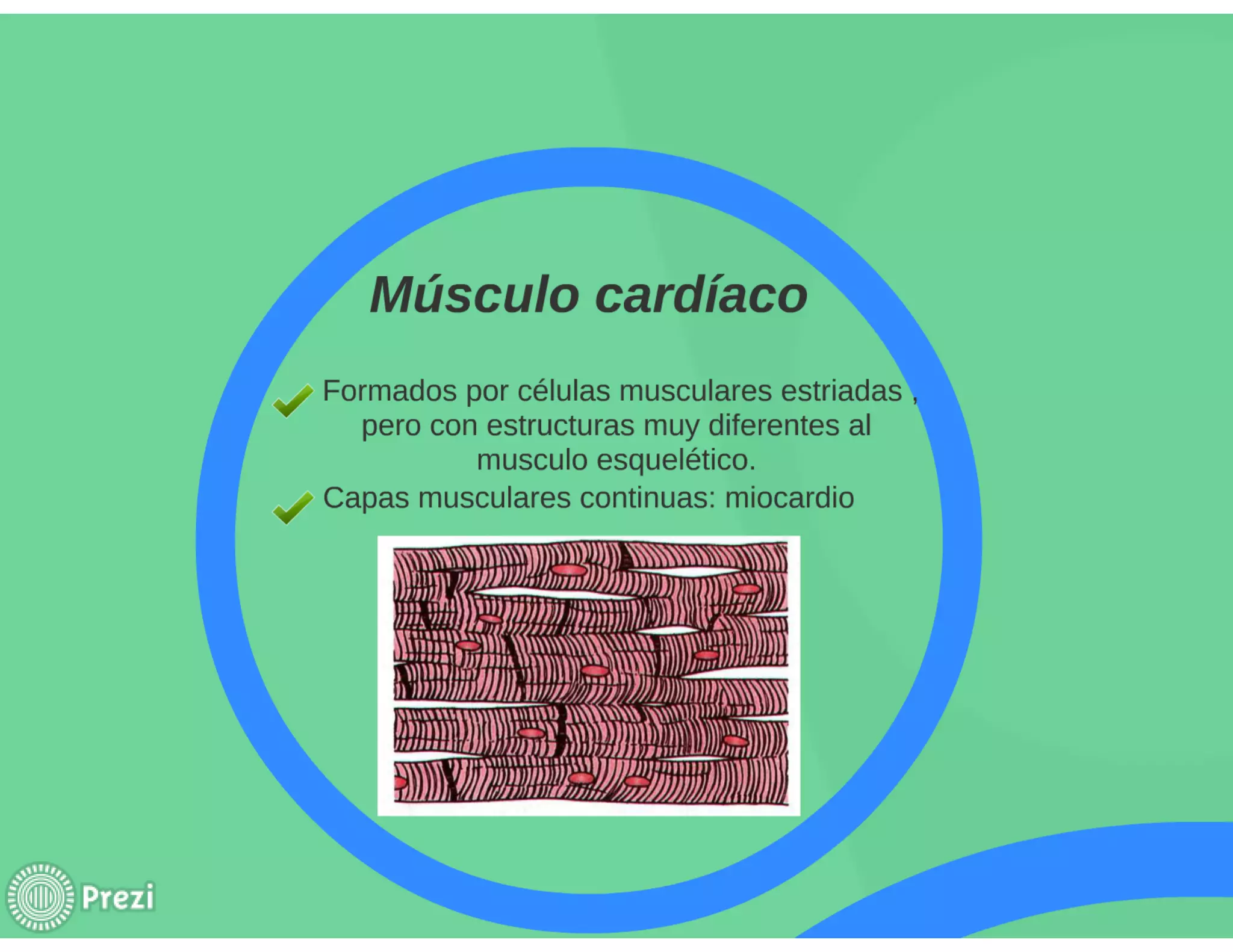 Desarrollo histologico y embrionario del sistema muscular | PPT