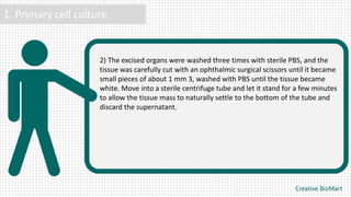 Your step by-step guide to primary cell culture | PPTX | Biological ...