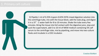 Your step by-step guide to primary cell culture | PPTX | Biological ...