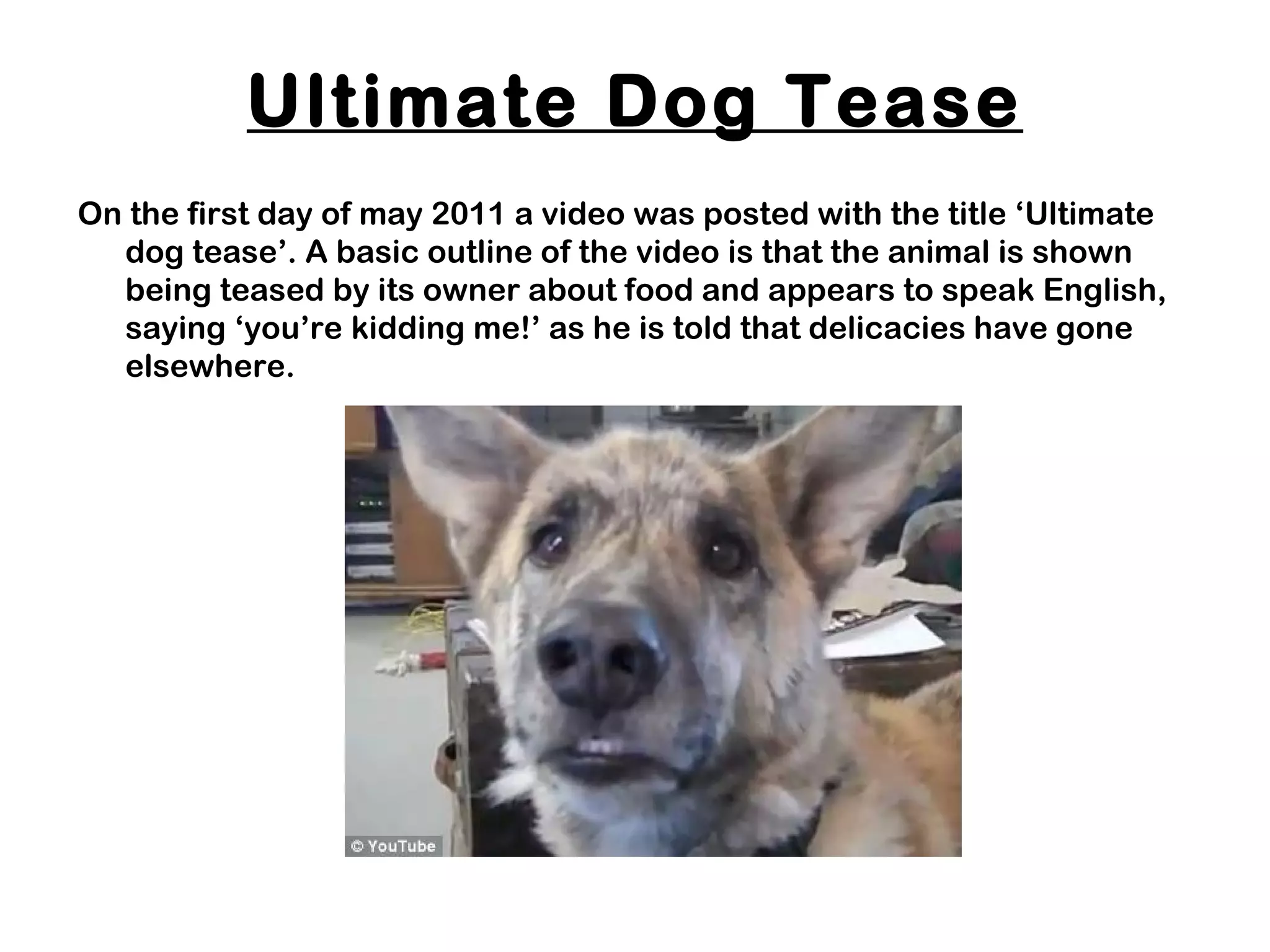 Youtube presentation dog tease | PPT