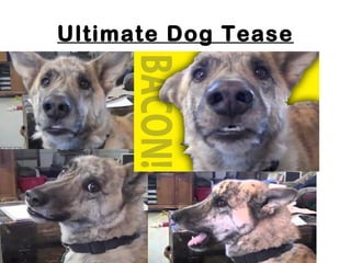 Youtube presentation dog tease | PPT