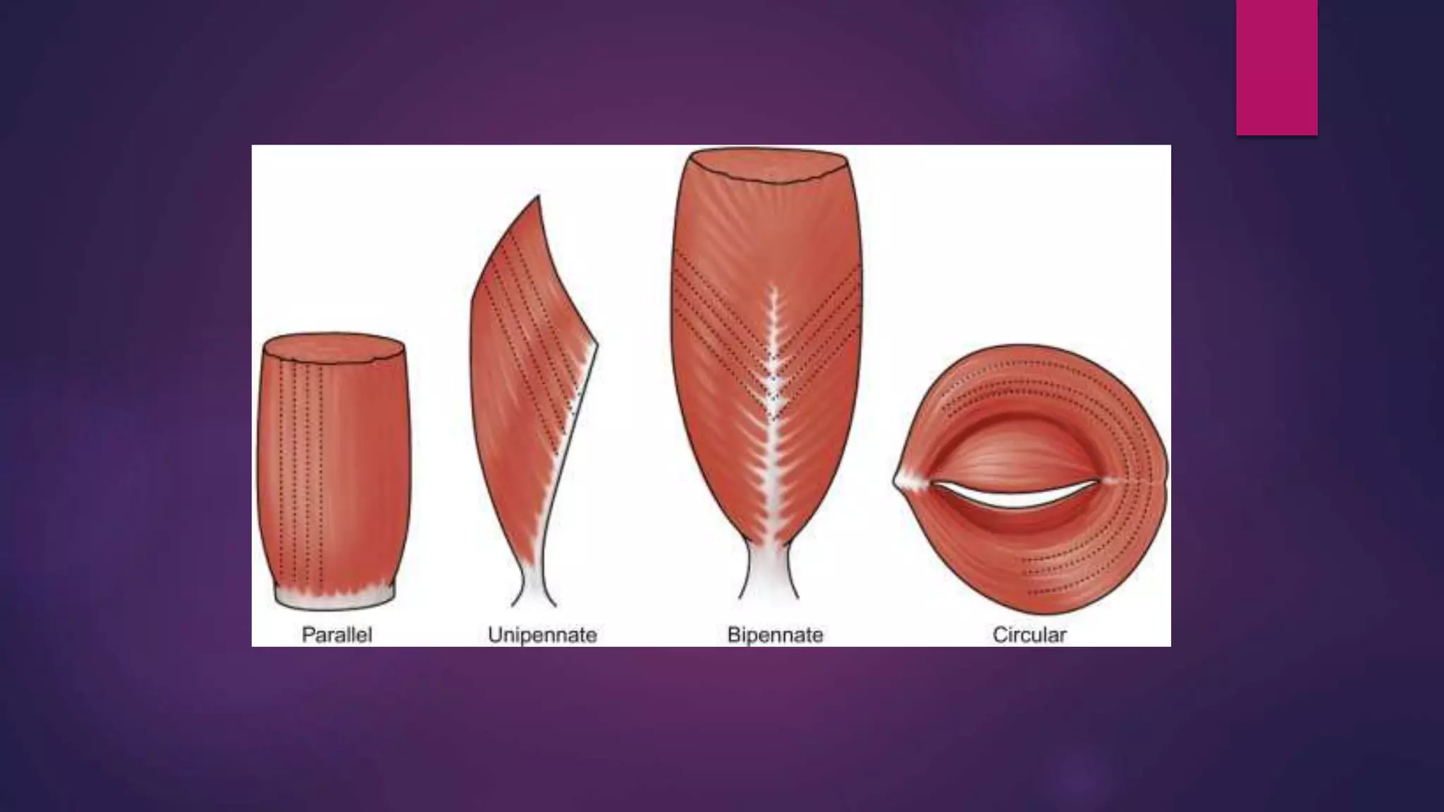 Types of fibers |slow and fast fibers| , fascicular architecture of ...