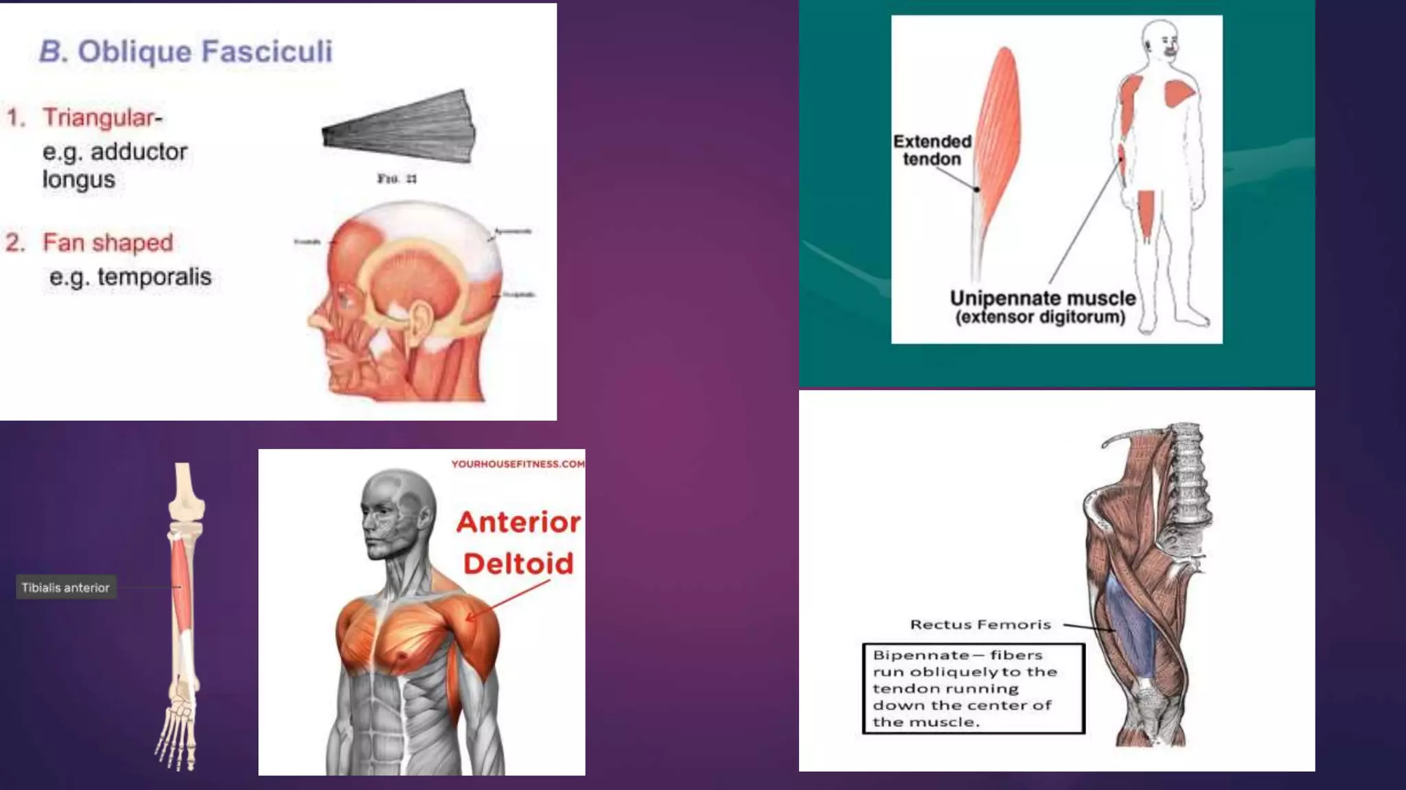 Types of fibers |slow and fast fibers| , fascicular architecture of ...