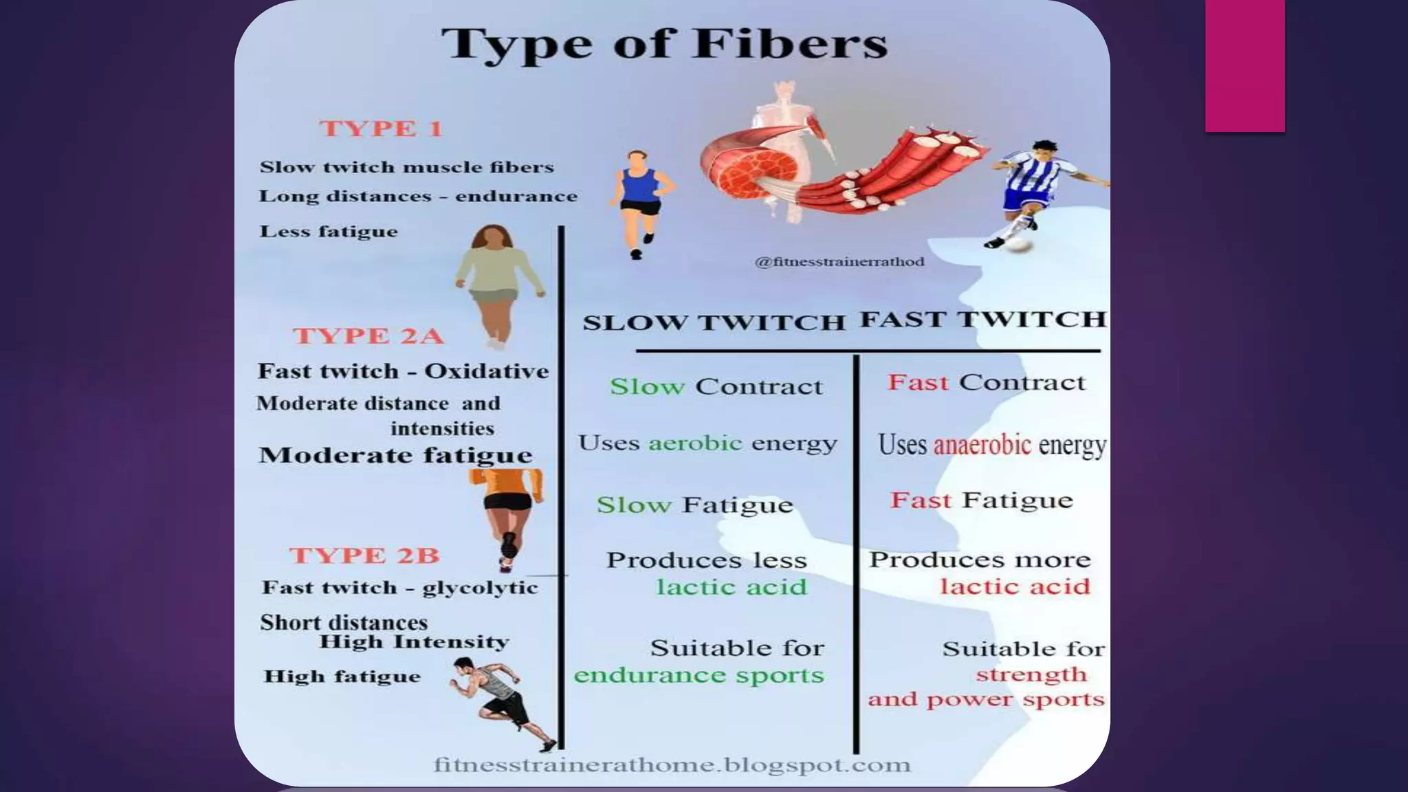 Types of fibers |slow and fast fibers| , fascicular architecture of ...