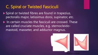 Types of fibers |slow and fast fibers| , fascicular architecture of ...