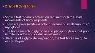 Types of fibers |slow and fast fibers| , fascicular architecture of ...