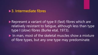 Types of fibers |slow and fast fibers| , fascicular architecture of ...