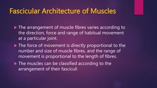Types of fibers |slow and fast fibers| , fascicular architecture of ...