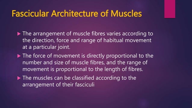 Types of fibers |slow and fast fibers| , fascicular architecture of ...