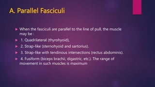 Types of fibers |slow and fast fibers| , fascicular architecture of ...