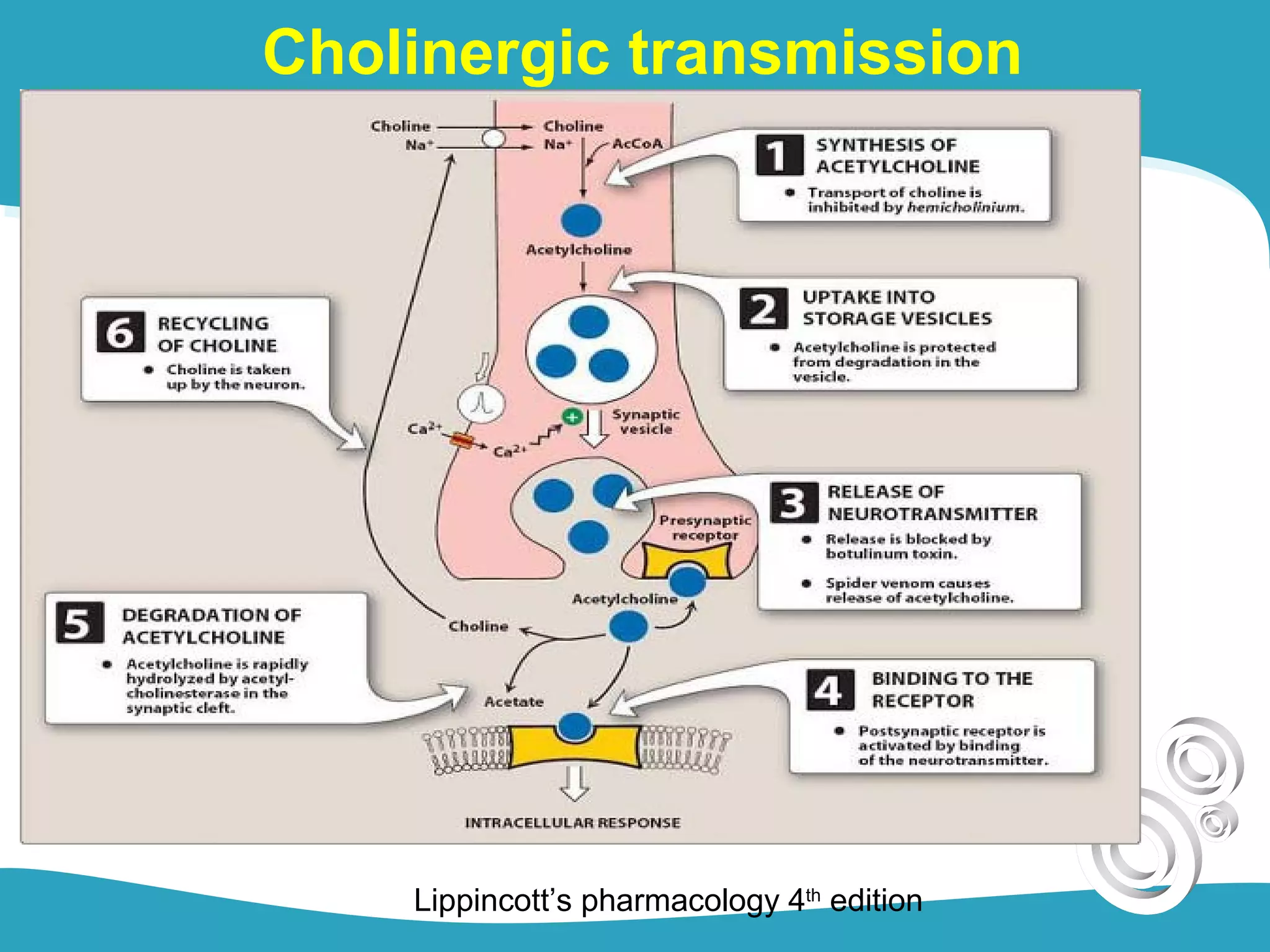 3.cholinergic drugs | PPT