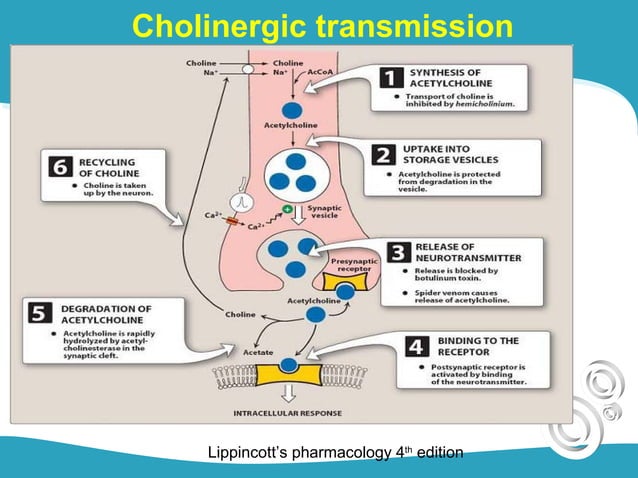 3.cholinergic drugs | PPT