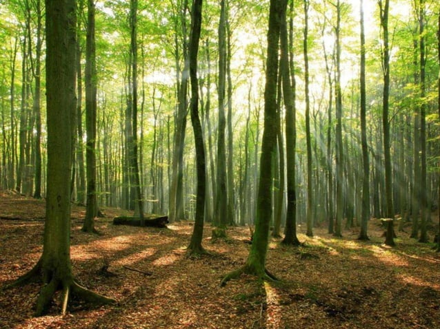 Young peoples Guide To The Quakers Power Point | PPTX