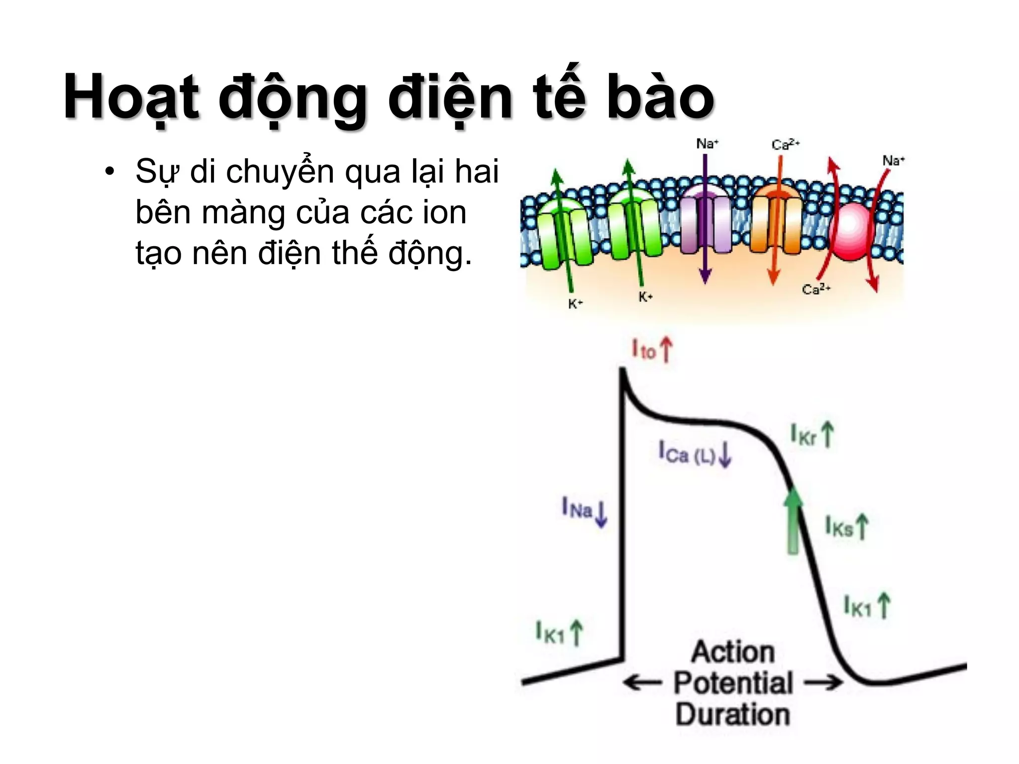 CÁC BƯỚC ĐỌC ECG | PDF