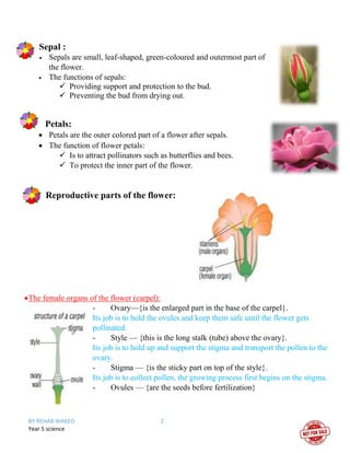 flowers parts and their functions.pdf