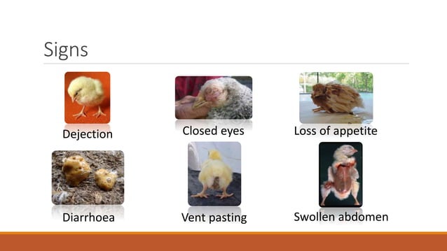 Omphalitis in Poultry - Inflammation of Yolk Sac | PPTX | Infectious ...