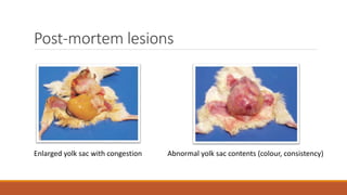 Omphalitis in Poultry - Inflammation of Yolk Sac | PPTX