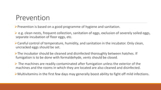 Omphalitis