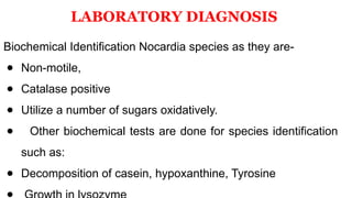 General microbiology fungi Actinomycetes | PPT