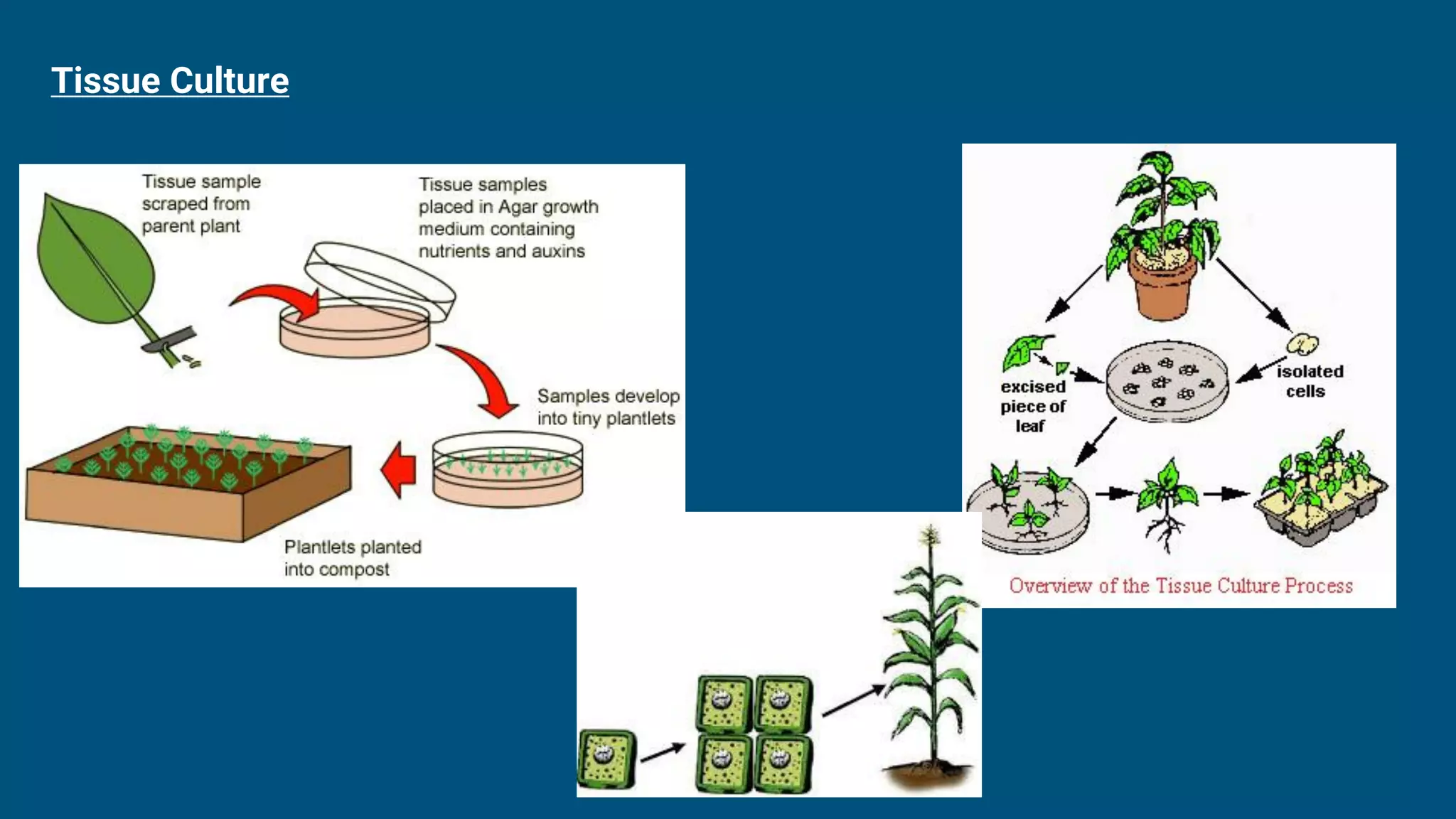 Different Methods of Cloning | PDF