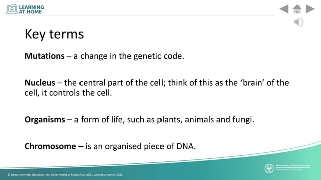 Grade 10 lesson about types of mutations | PPTX