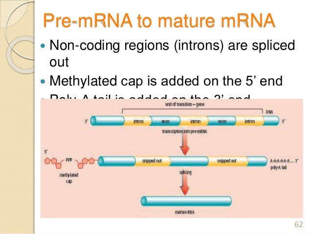 Yr 12 biol early comm presn print version_2010-11