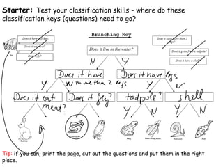 classification for grade 6 students or upper | PDF