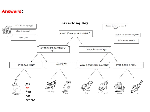 classification for grade 6 students or upper | PDF