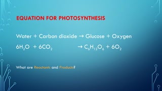 Lower secondary Science Year 9 - Photosynthesis.pptx