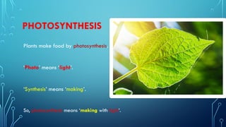 Lower secondary Science Year 9 - Photosynthesis.pptx