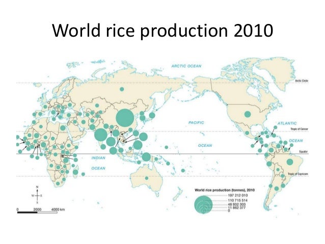 Why is rice an important food crop?