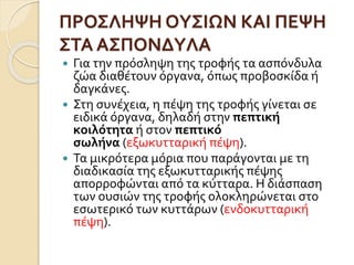 ΠΕΨΗ - ΑΣΠΟΝΔYΛΑ | PPTX