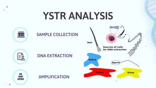 YSTR (Forensic Biology and genetics). ppt | PPTX
